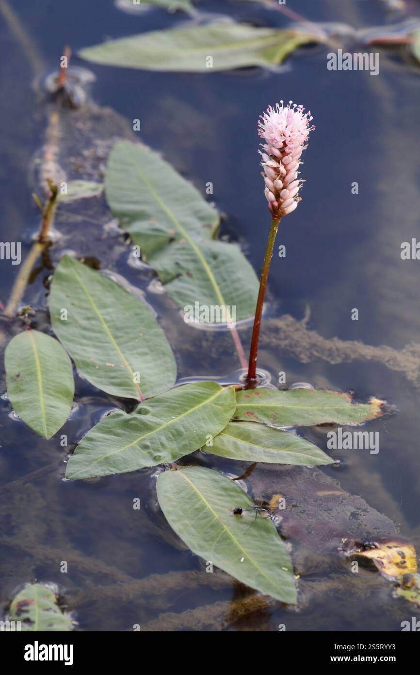 Persicaria amphibia, water knotweed Stock Photo - Alamy