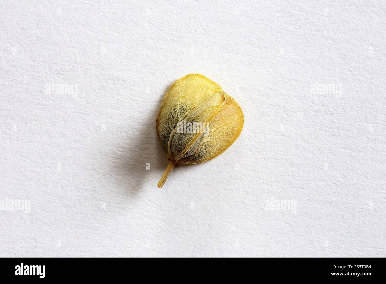 Grape hyacinth, Muscari botryoides, single fruit Stock Photo - Alamy