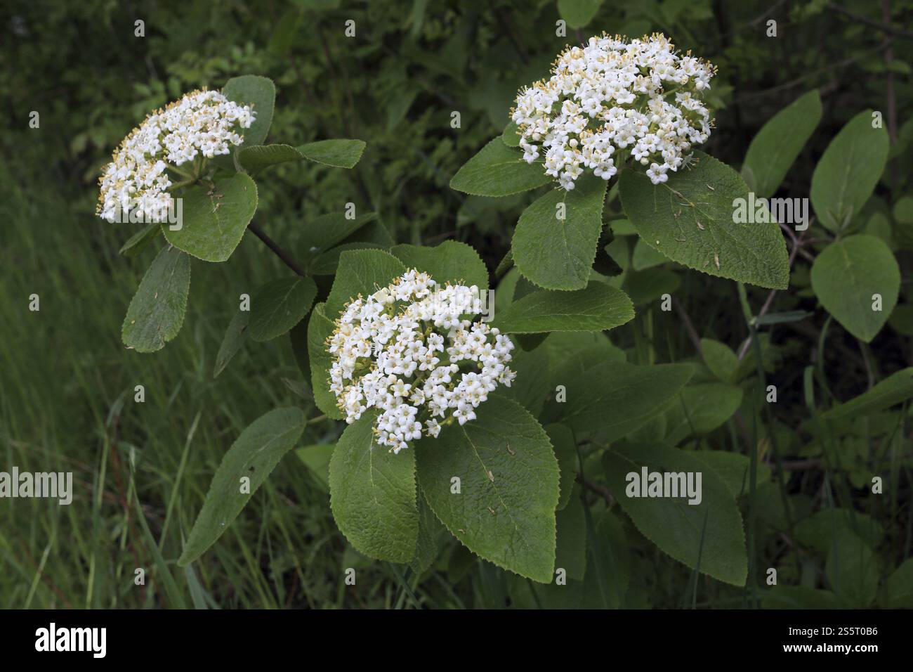 Viburnum lantana, wayfaring tree Stock Photo - Alamy
