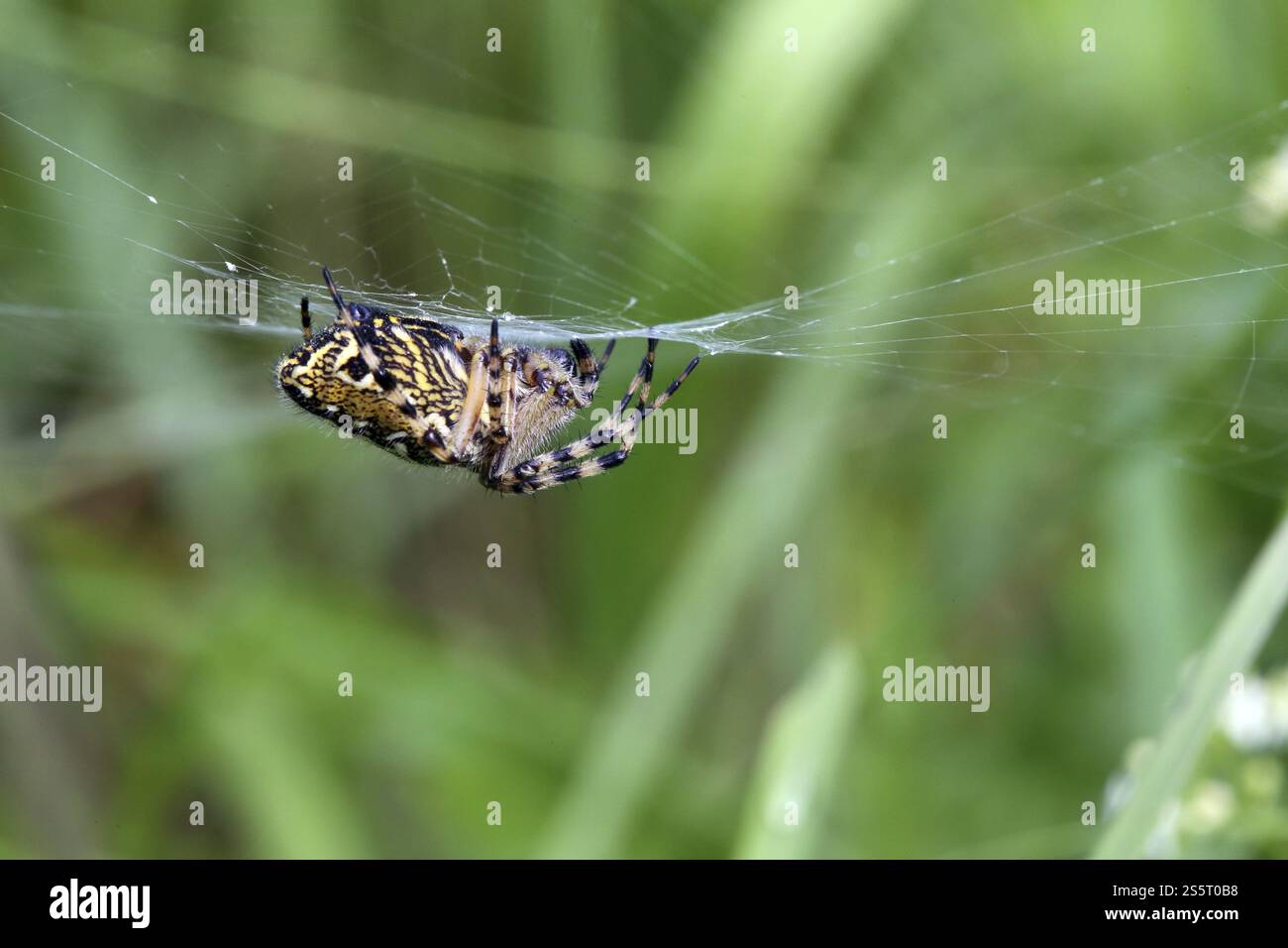 Aculepeira ceropegia, Oak Spider, Oak Leaf Spider Stock Photo - Alamy