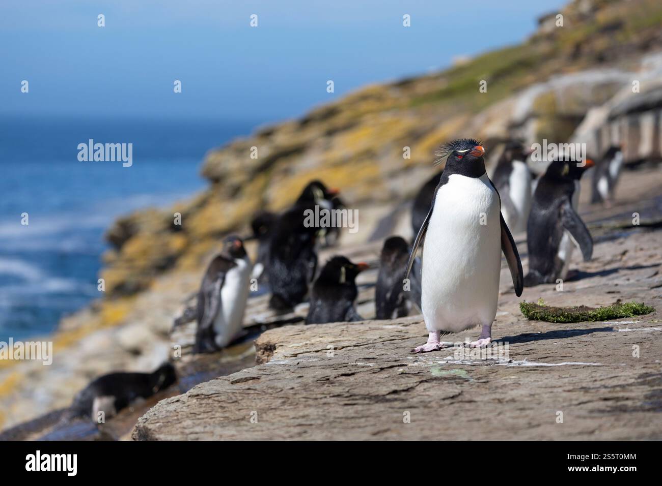 Southern Rockhopper Penguins climbing up sea cliffs on Saunders Island ...