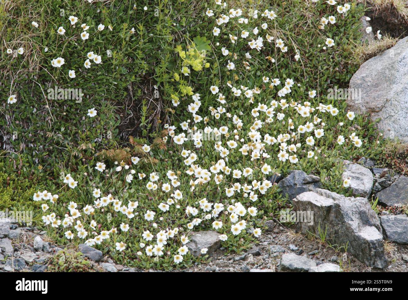 Silverroot, Dryas octopetala, White Dryas Stock Photo - Alamy
