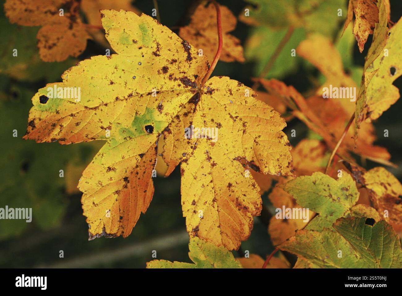Autumn leaf of a field maple, Acer campestris, Autumn leave of a Common ...