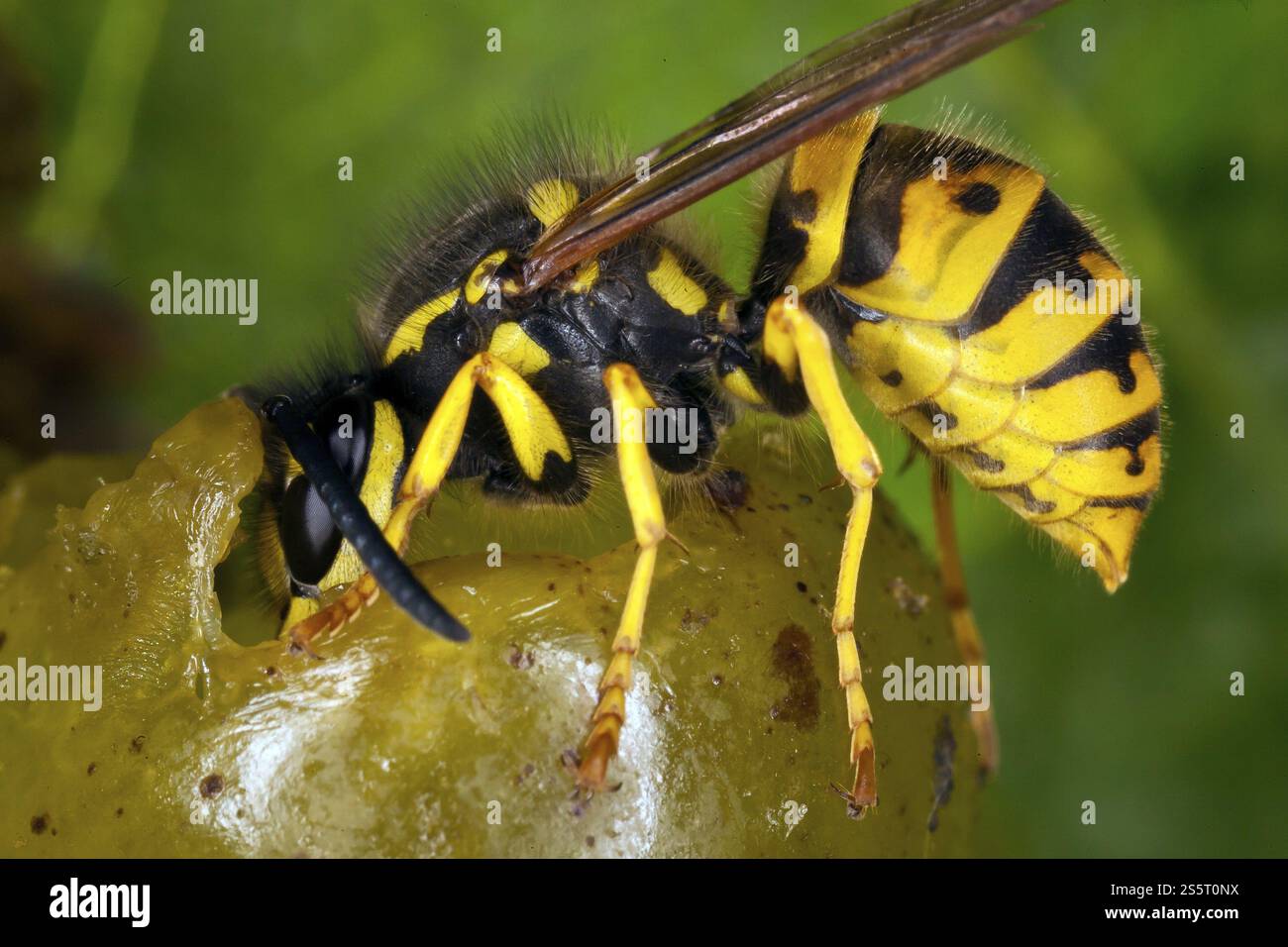 Common Wasp, Vespula vulgaris, Common Wasp Stock Photo - Alamy