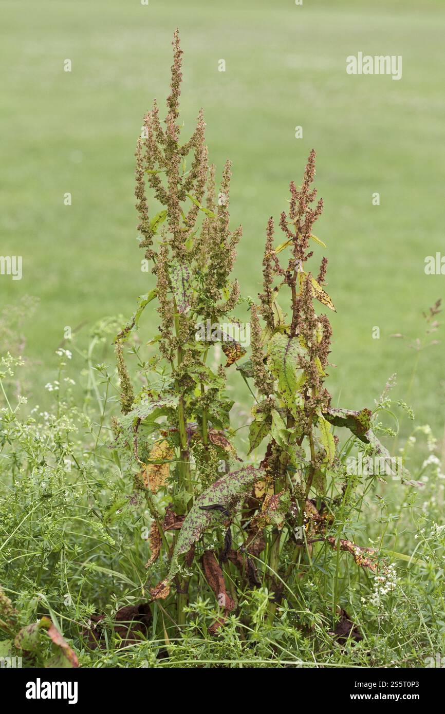 Rumex crispus, Rumex crispus, Curled Dock Stock Photo - Alamy
