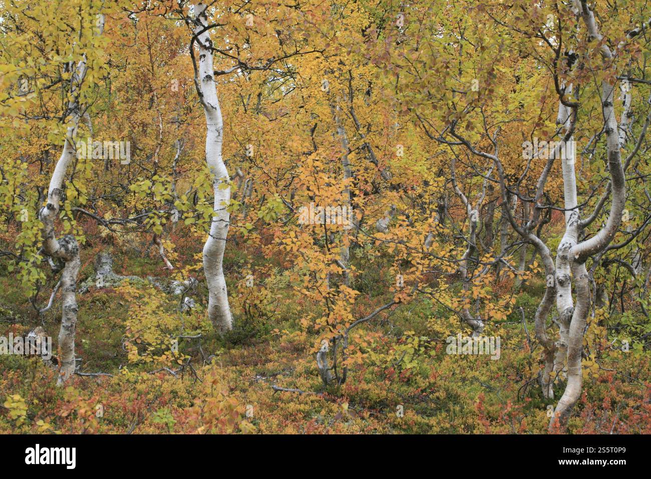 Autumn birch forest in Norwegian Lapland Stock Photo - Alamy