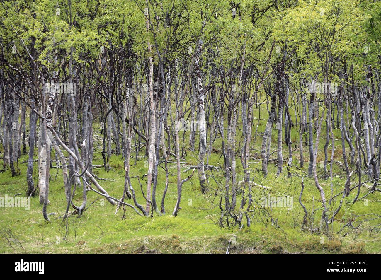 Subarctic birch forest with black lichens marking the depth of the ...