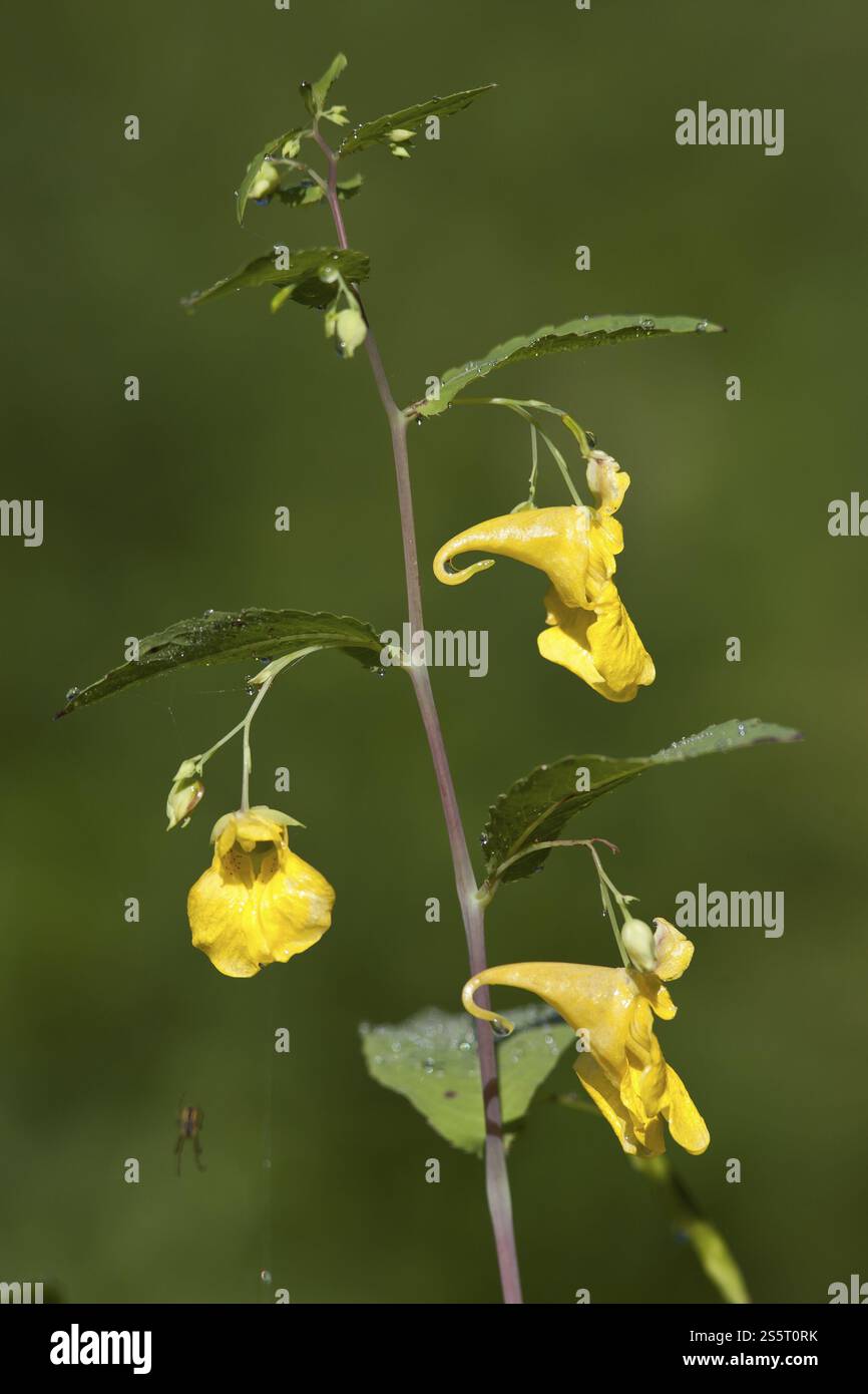 Impatiens noli-tangere, Touch-me-not balsam, Impatiens noli-tangere ...