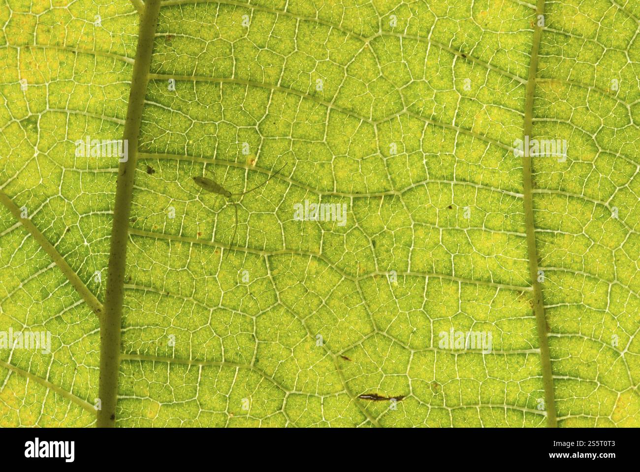 Close-up macro of a bright green leaf showing detailed veins and ...