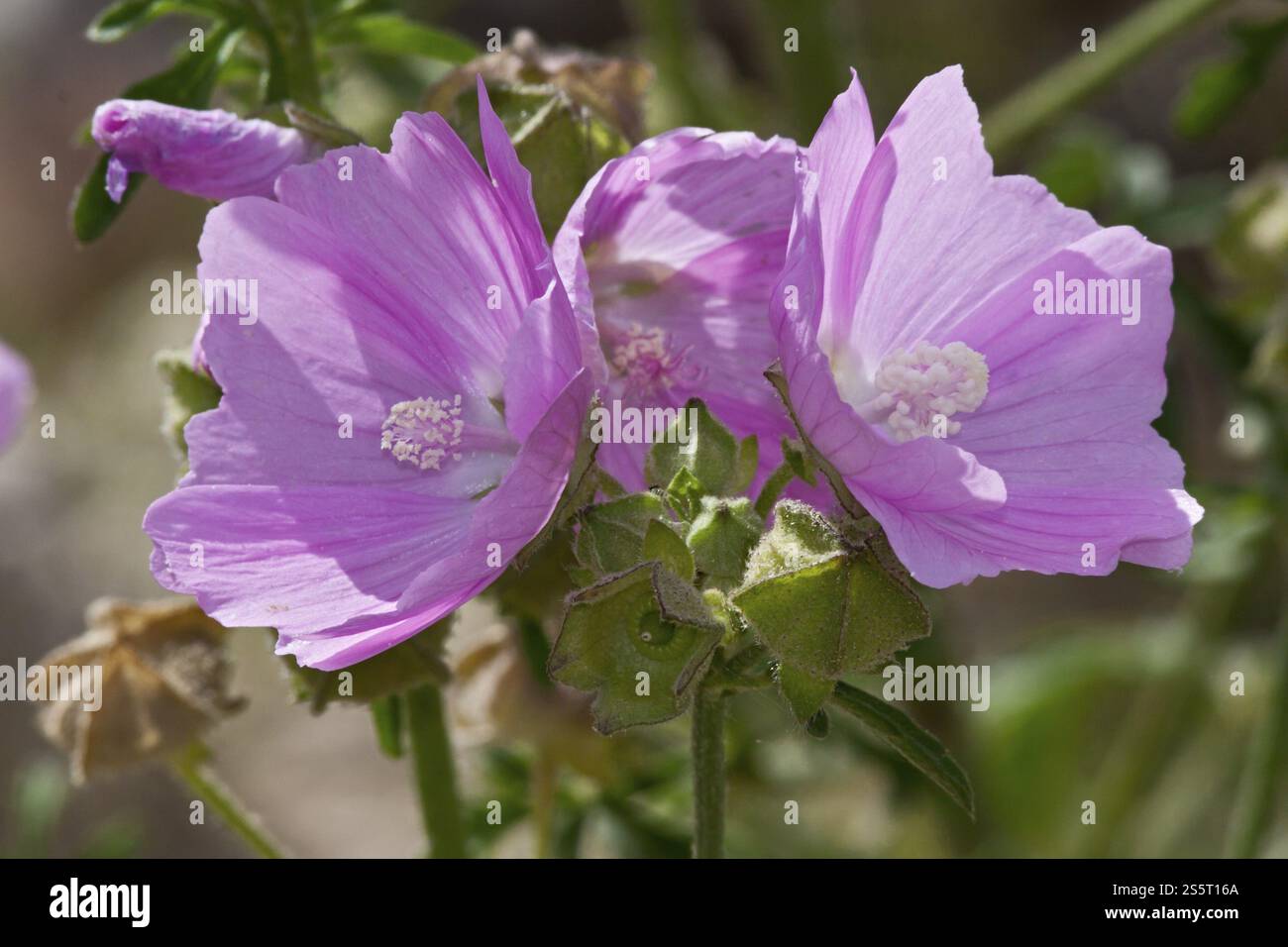 Greater Musk-Mallow, Rose Mallow, Malva alcea Stock Photo - Alamy