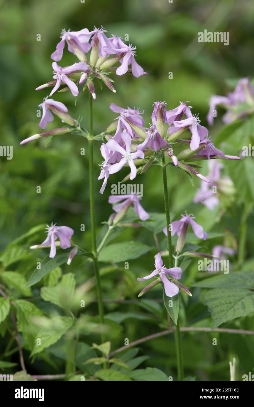 Soapwort, Saponaria officinalis, Common Soapwort Stock Photo - Alamy