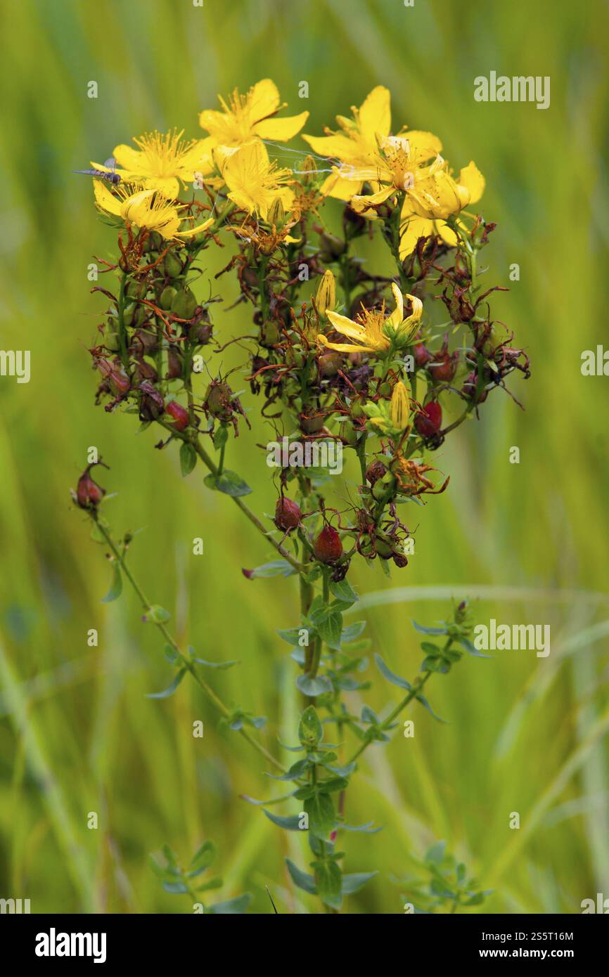 Hypericum perforatum, spotted St John's wort, St John's Wort Stock ...