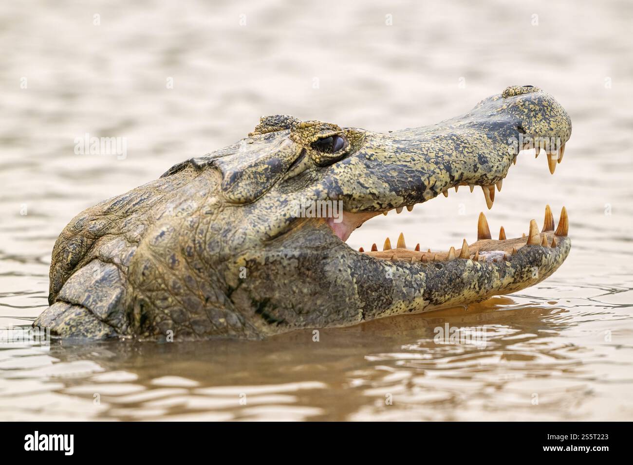 Spectacled caiman (Caiman crocodilus yacara), Crocodile (Alligatoridae ...