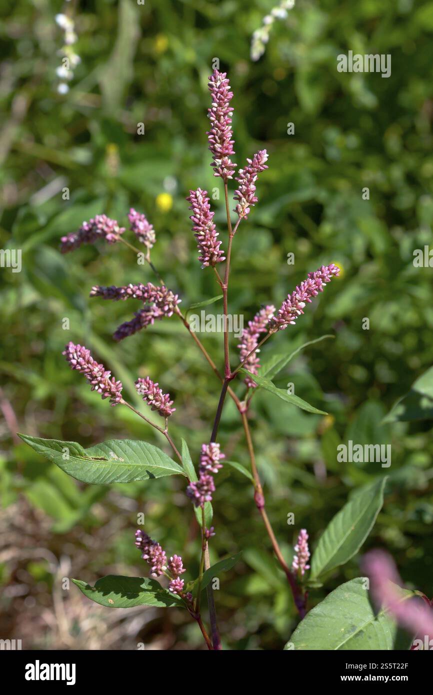 Dock knotweed, Persicaria lapathifolia, pale smartweed Stock Photo - Alamy