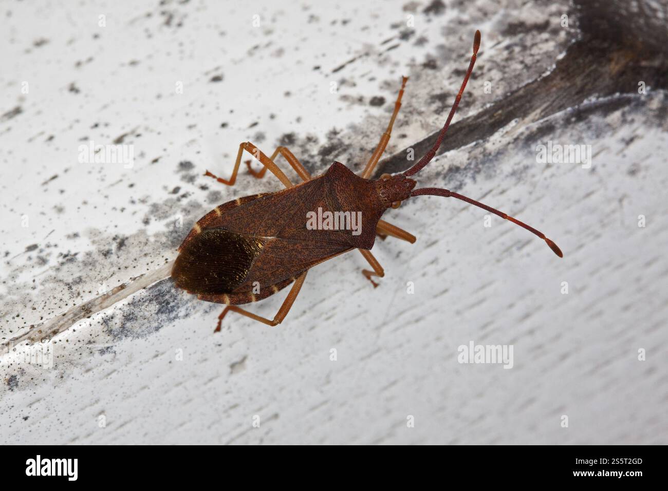 Leather bug, Coreus marginatus, squash bug Stock Photo - Alamy