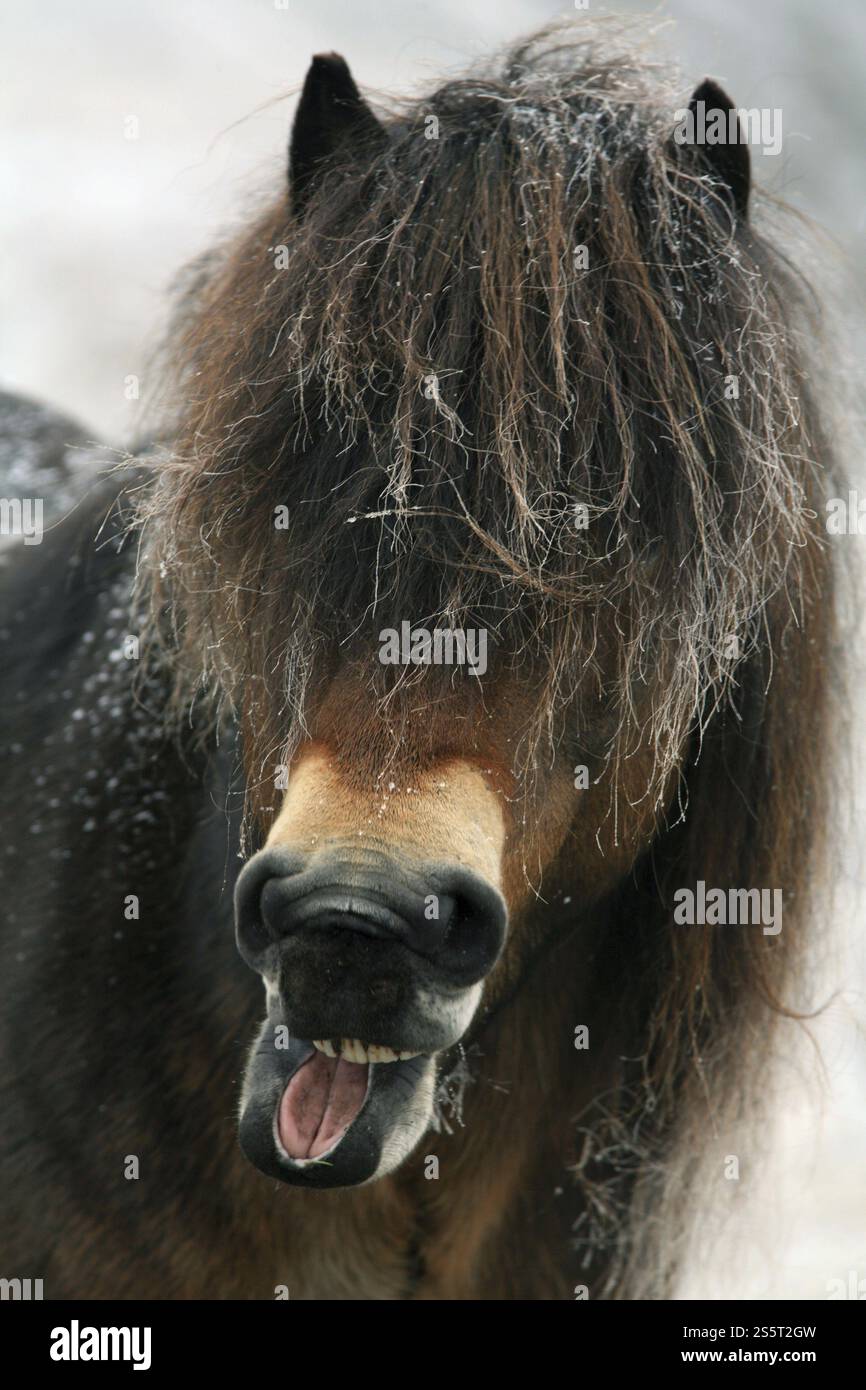 Laughing Horse, Exmoor Pony Stock Photo - Alamy