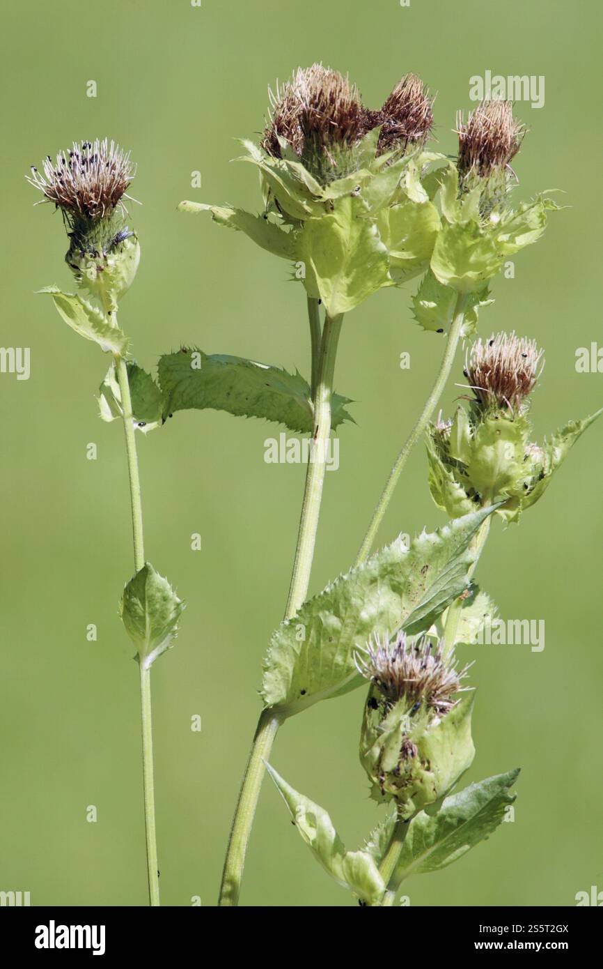 Cabbage thistle, Cirsium oleraceum, Cabbage thistle Stock Photo - Alamy