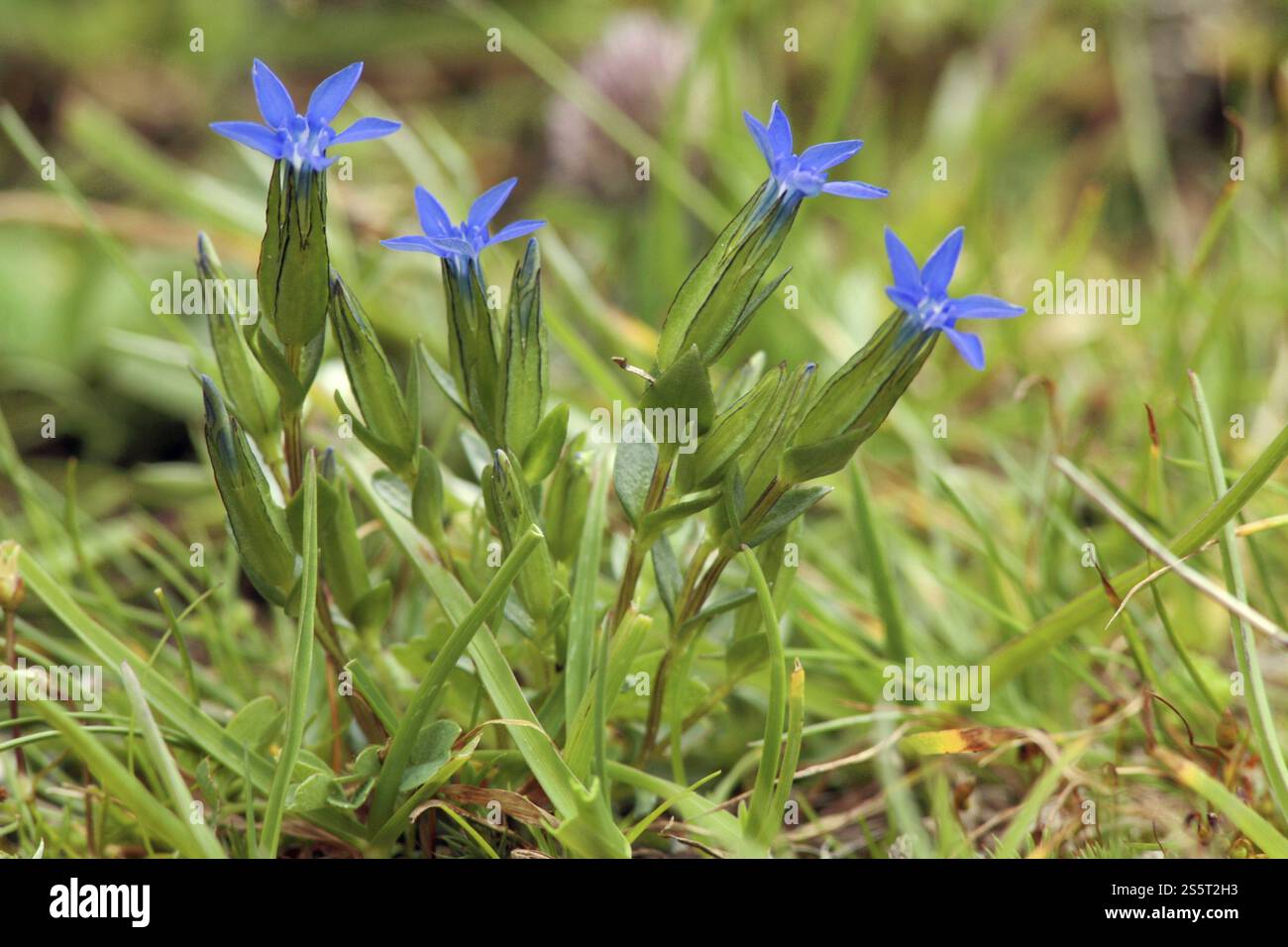 Snow gentian, Gentiana nivalis, Snow gentian Stock Photo - Alamy