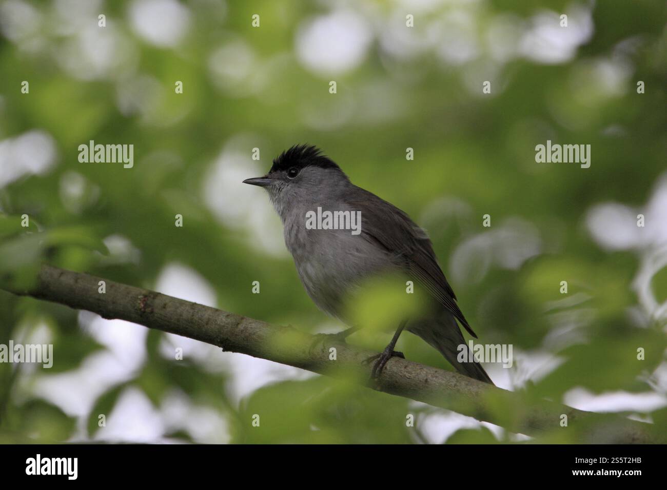 Blackcap, Blackcap, Sylvia atricapilla Stock Photo - Alamy
