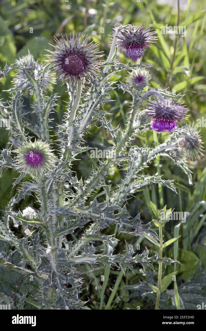 Carduus nutans, Nodding Thistle, Nodding Thistle Stock Photo - Alamy
