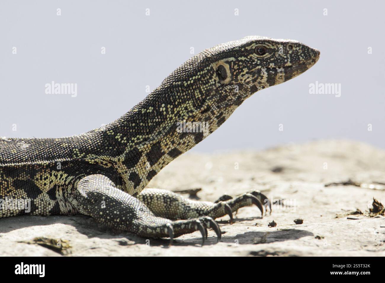 Nile monitor lizard, Varanus niloticus, Nile monitor Stock Photo - Alamy
