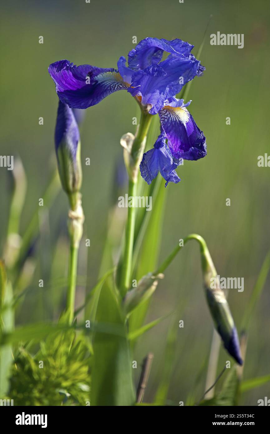Siberian iris, Iris sibirica Stock Photo - Alamy