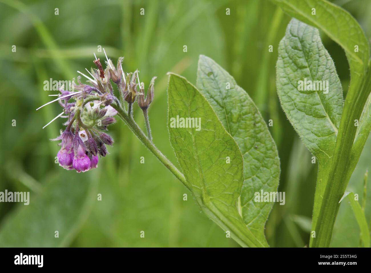 Common comfrey, Symphytum officinale, Common Comfrey Stock Photo - Alamy