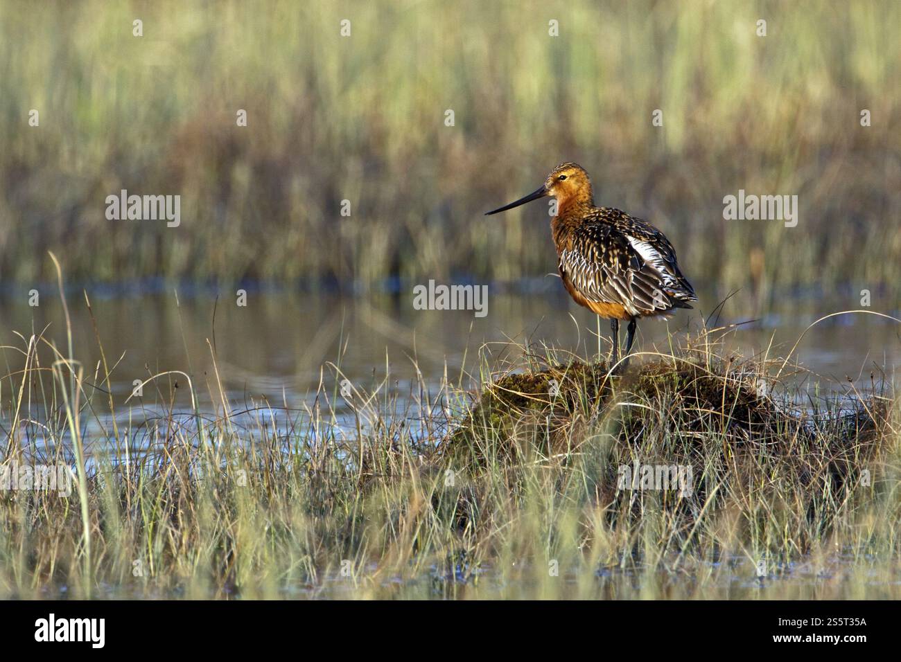 Male bar-tailed godwit, Limosa lapponica Stock Photo - Alamy