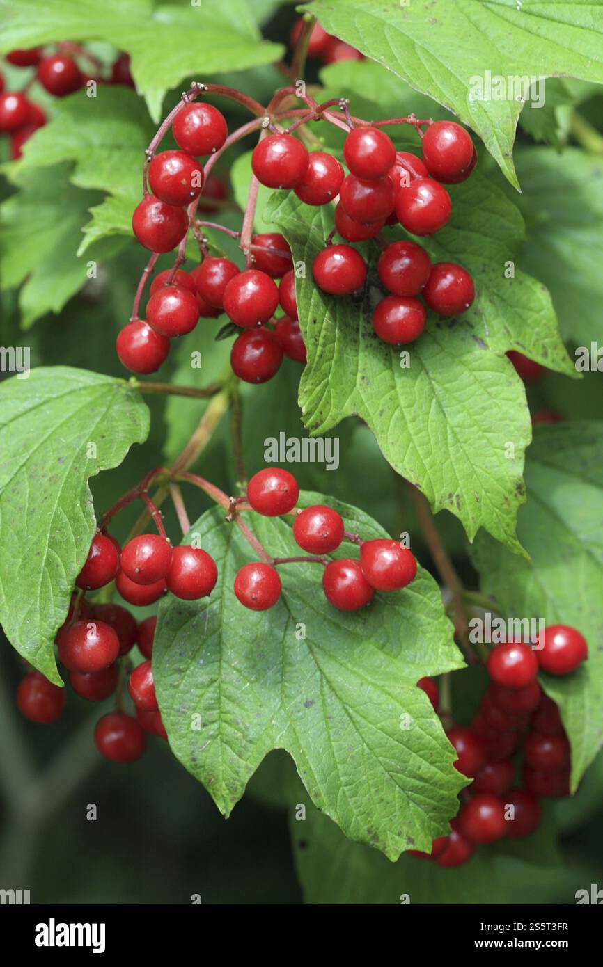 Fruits of the common viburnum, Viburnum opulus Stock Photo - Alamy