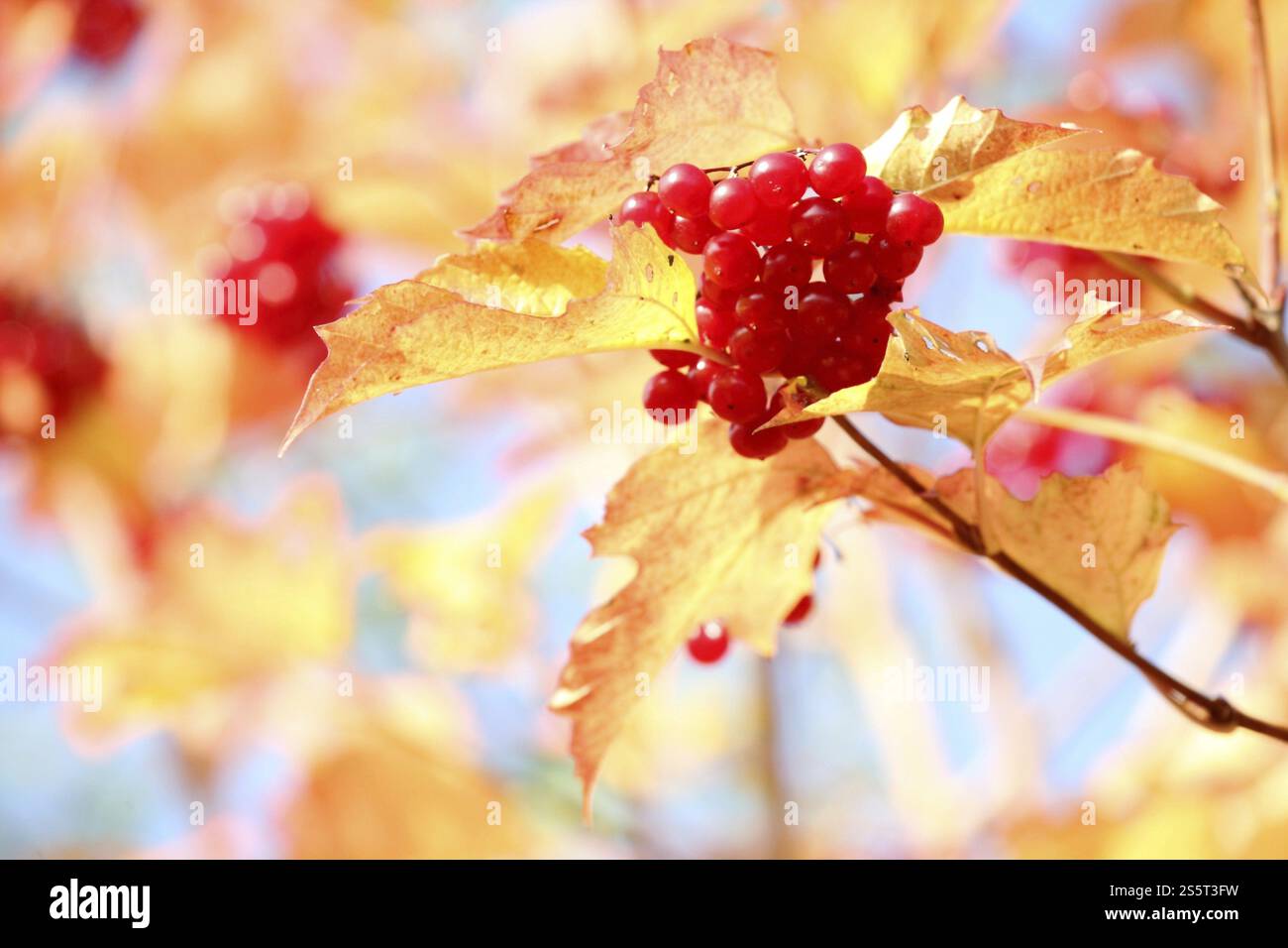Fruits of the Guelder rose. Viburnum opulus. Fruits of the marsh-elder ...