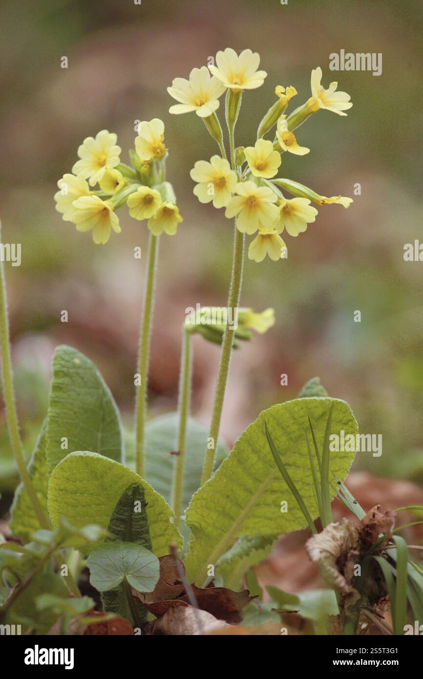 Cowslip, Primula elatior, Oxlip Stock Photo - Alamy