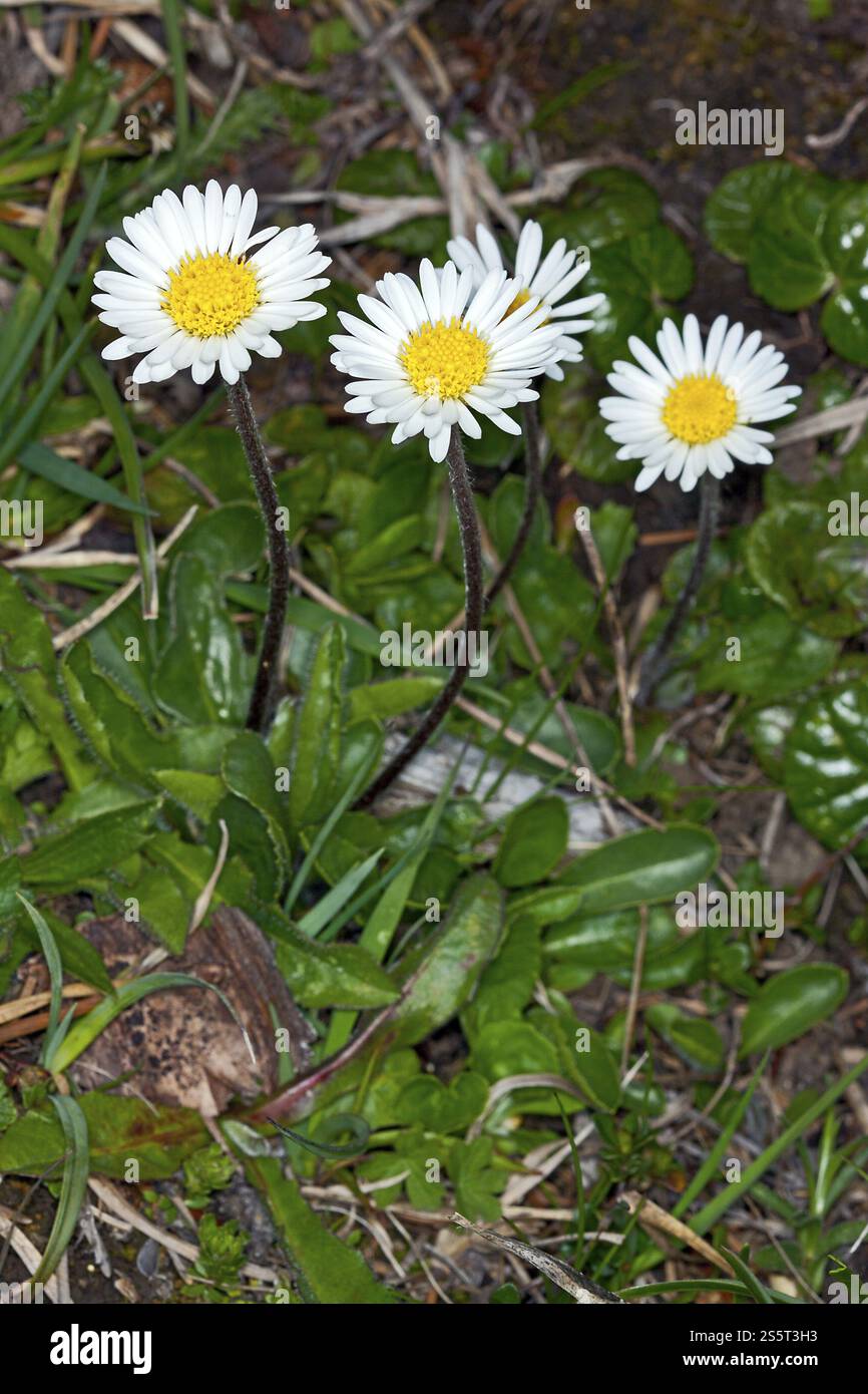 Common mat daisy hi-res stock photography and images - Alamy