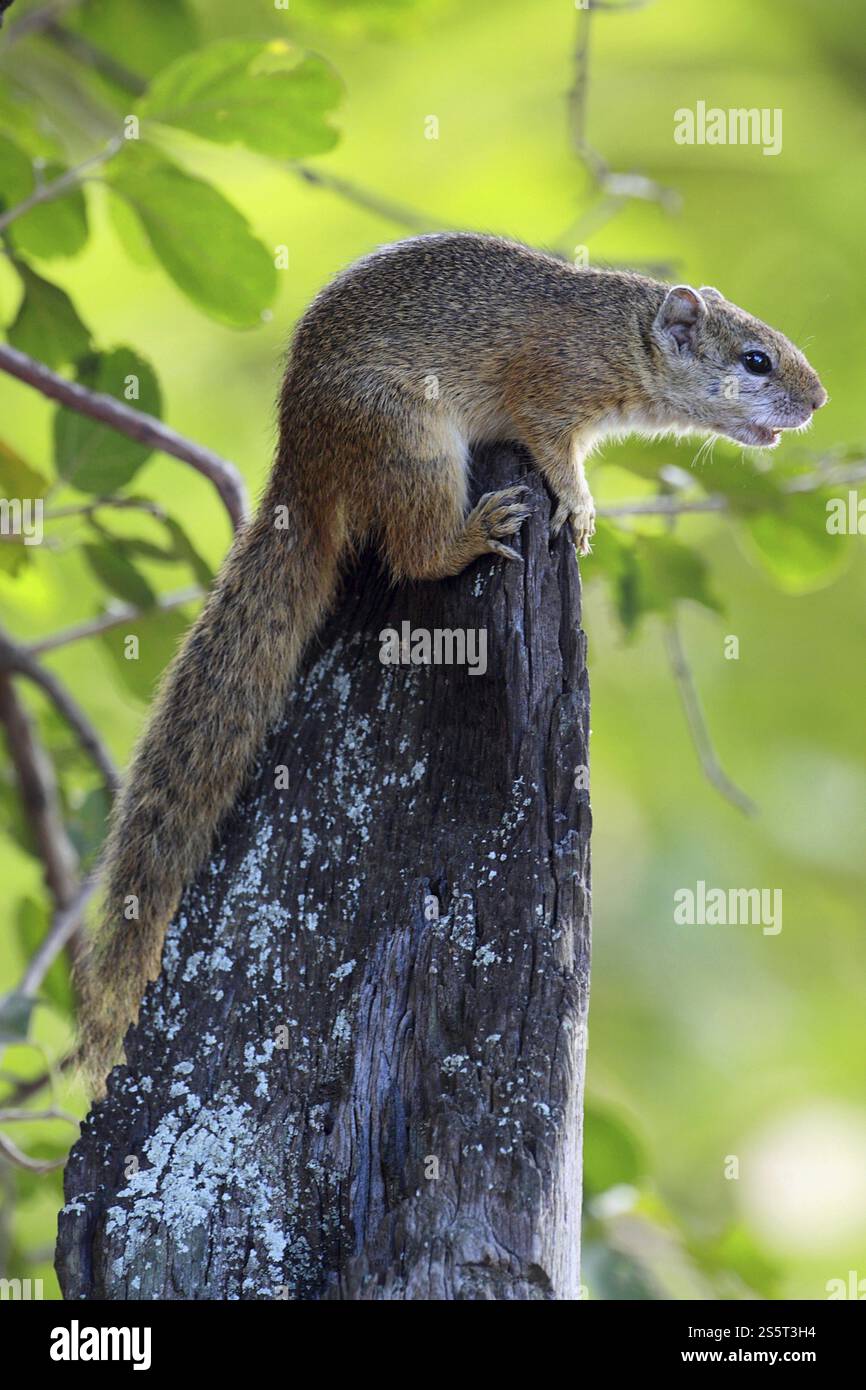 Smith's Bush Squirrel, Paraxerus cepapi Stock Photo - Alamy