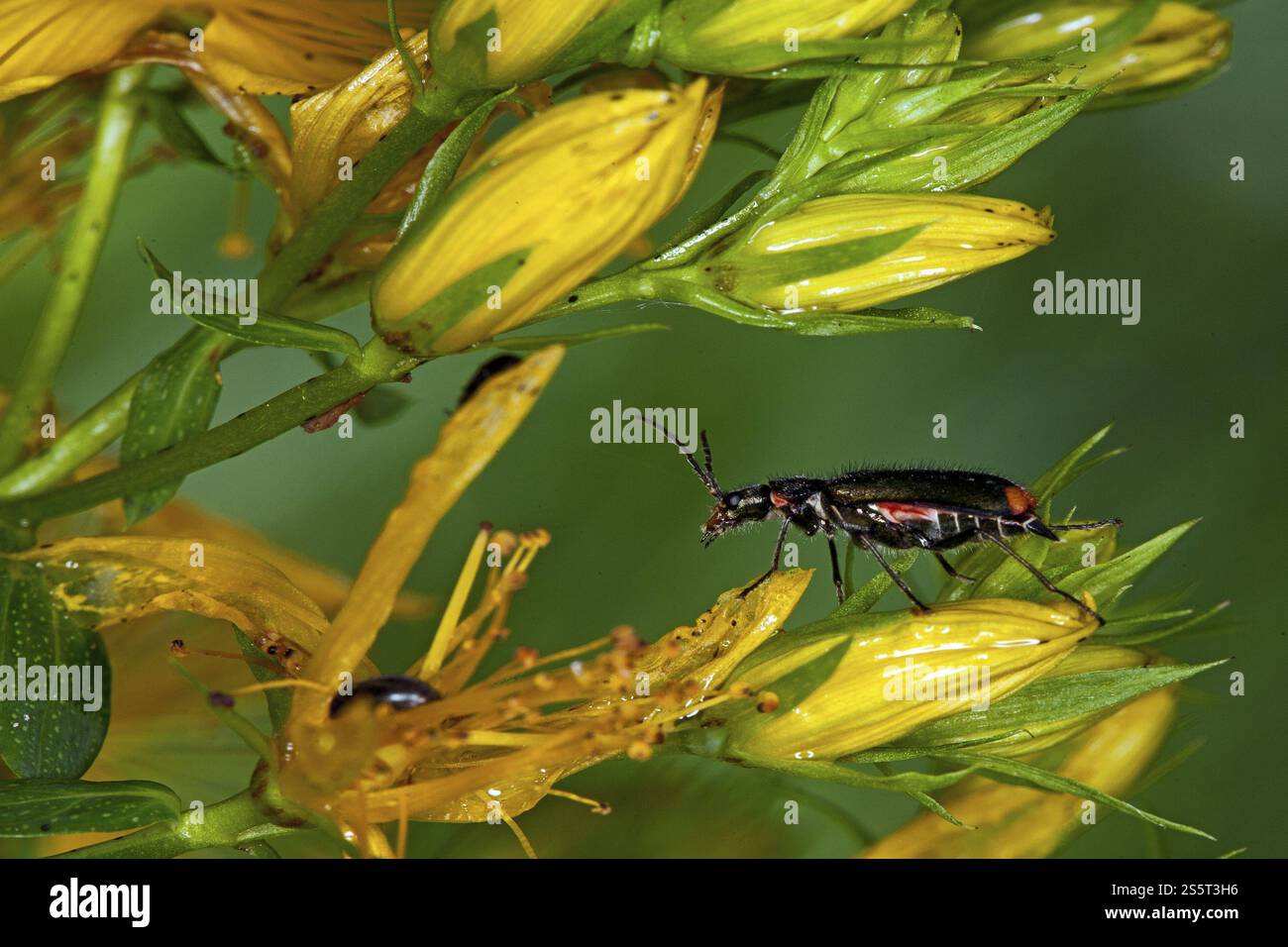 Malachius bipostulatus, Malachite beetle, Malachite beetle Stock Photo ...