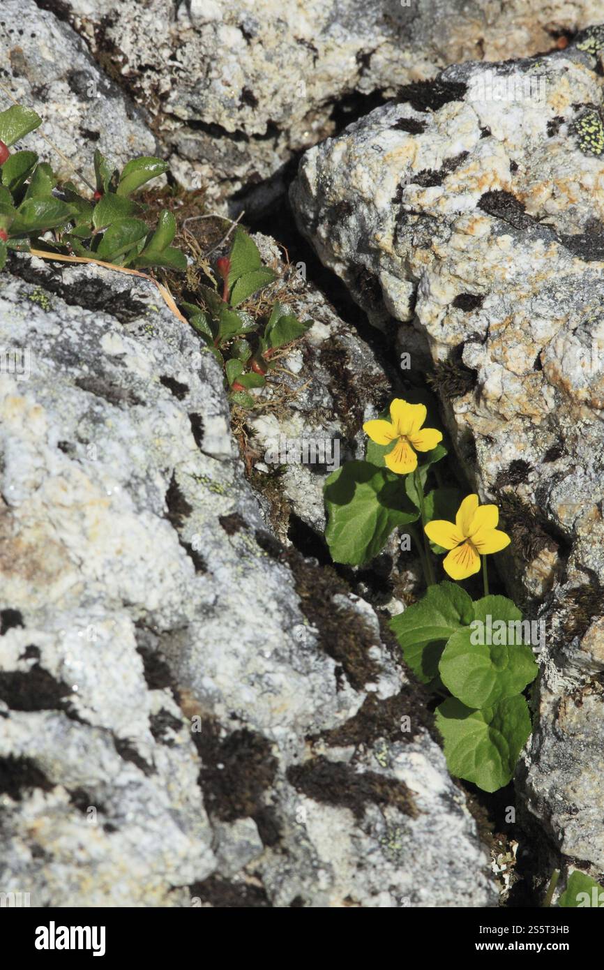 Twoflower violet, Viola biflora Stock Photo - Alamy