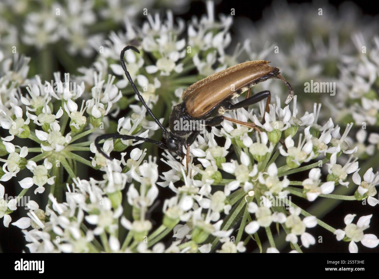 Leptura rubra, red-necked buck, long-horned beetle Stock Photo - Alamy