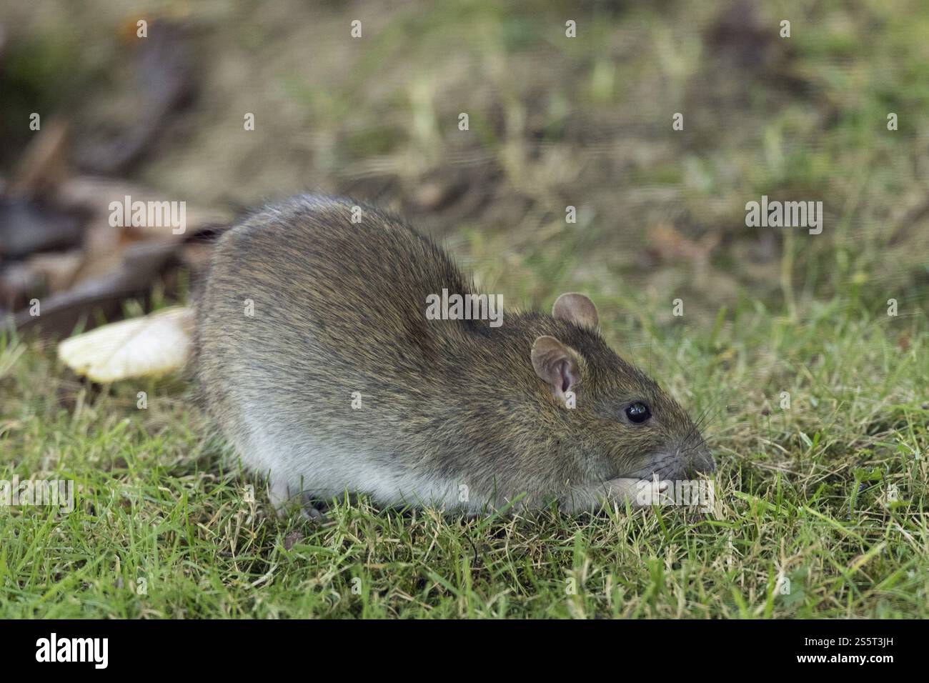 Norway rat sitting in green grass looking right Stock Photo - Alamy