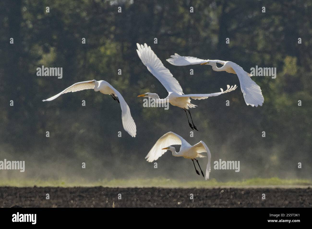 Great White Egret four birds with open wings flying left looking Stock ...