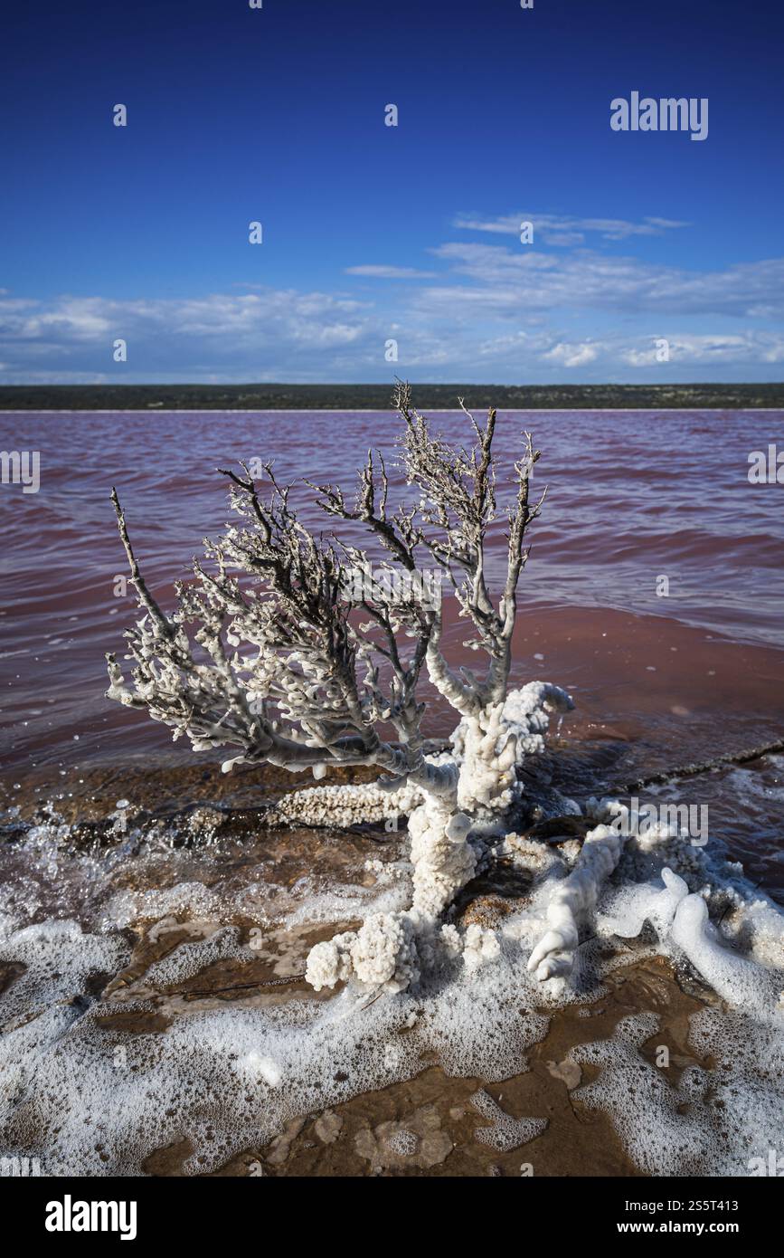 Pink Lake, Port Gregory, Western Australia, Australia, Oceania Stock ...