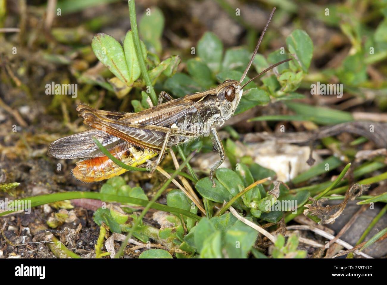 Nightingale Grasshopper, Chorthippus biguttulus, Bow-winged Grasshopper ...
