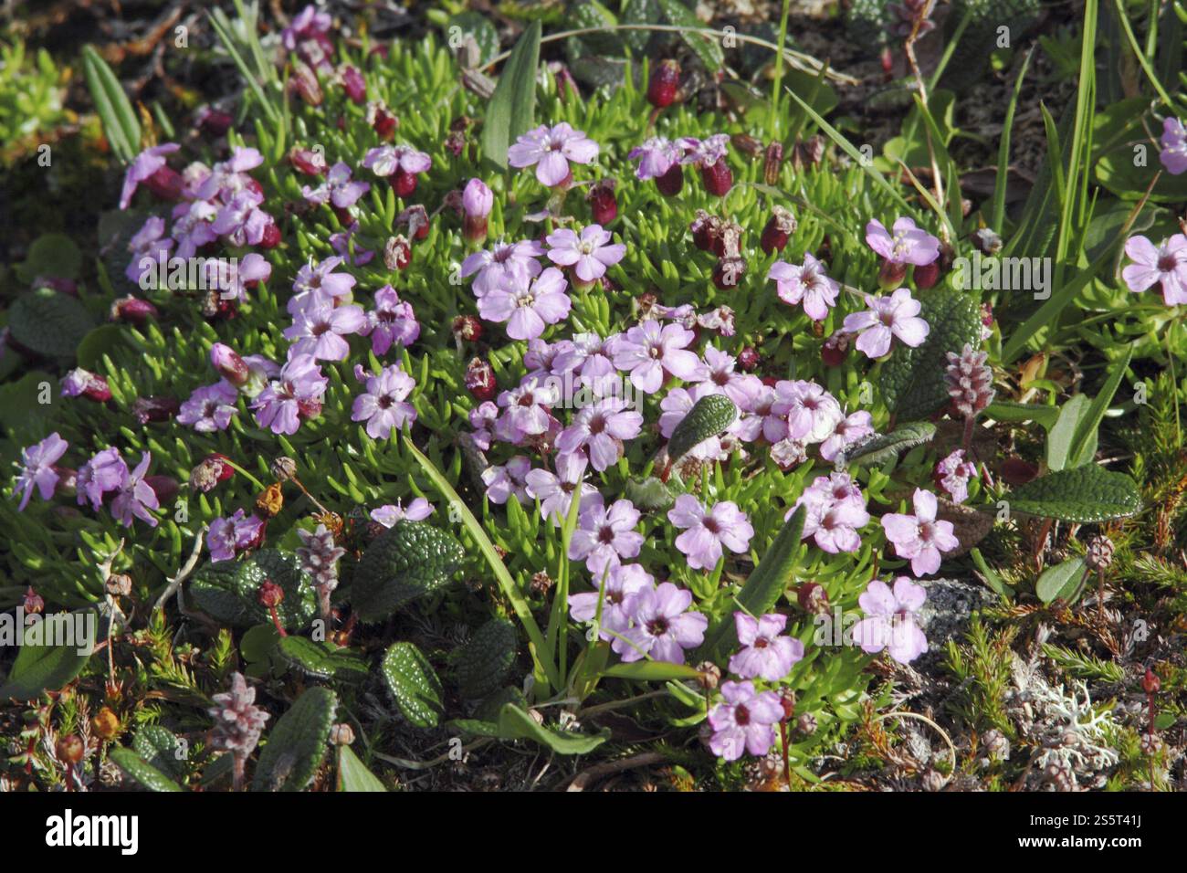 Moss campion, Silene acaulis Stock Photo - Alamy