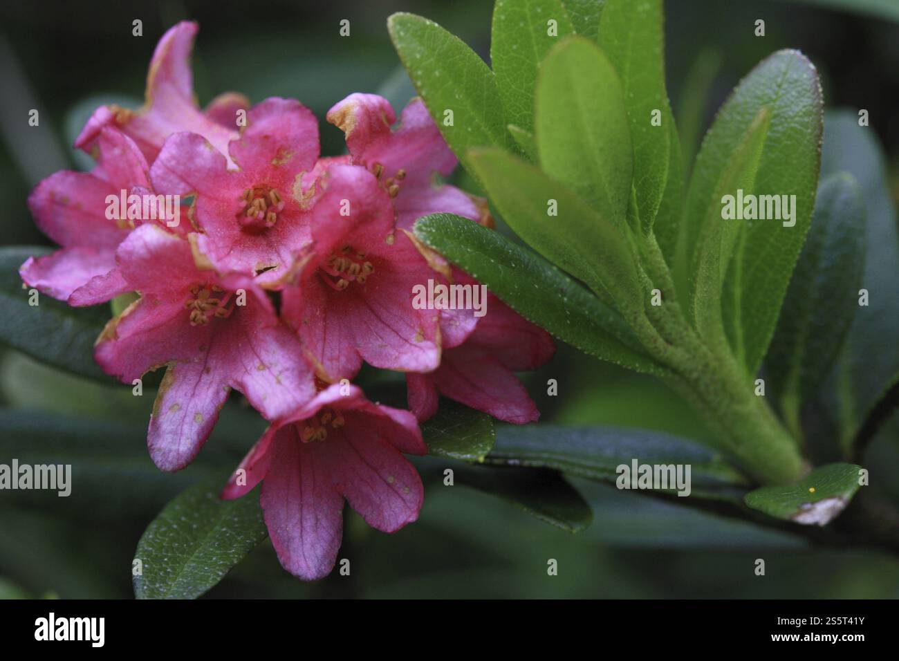 Alpine rose, Snow rose Stock Photo - Alamy