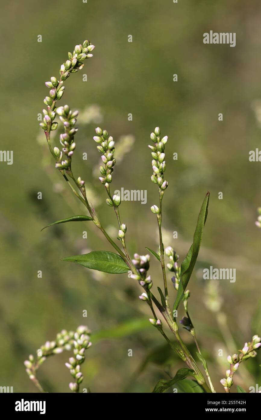 Marshpepper smartweed hi-res stock photography and images - Alamy