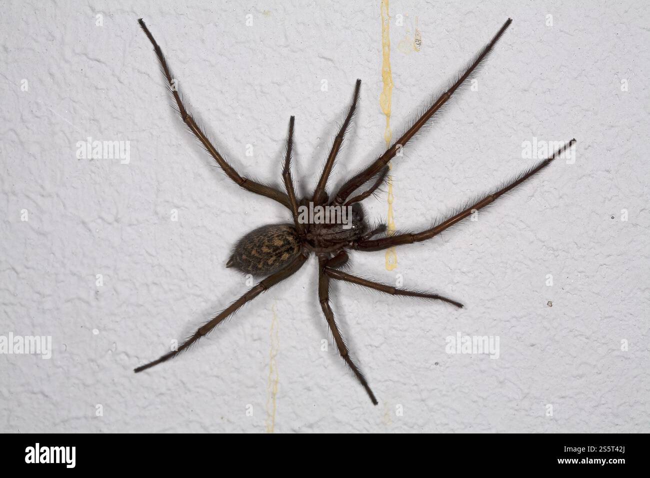 Tegenaria atrica, Giant house spider Stock Photo - Alamy