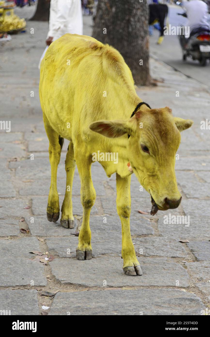 Yellow coloured cow on the road in India, the cow is a sacred animal in ...