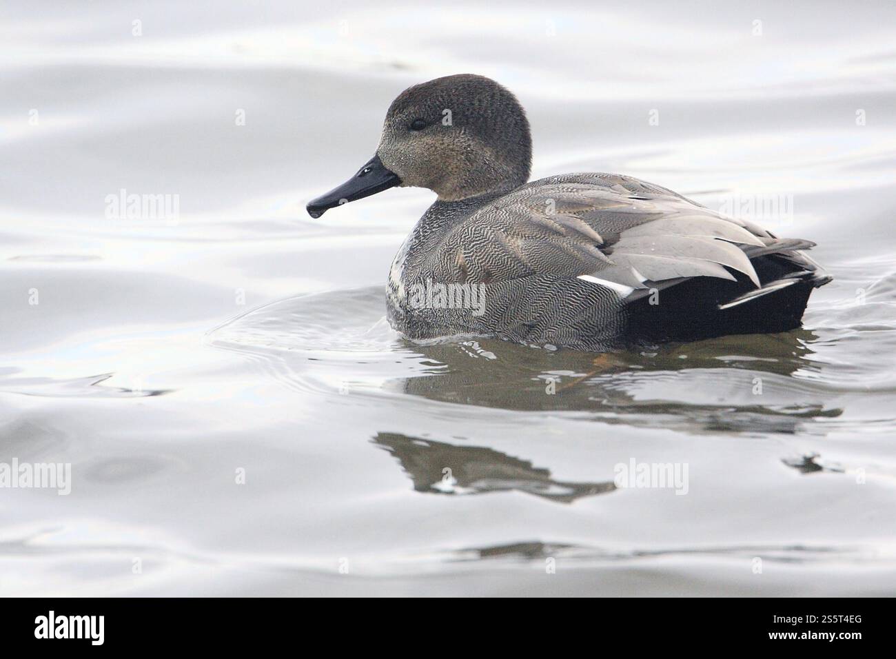 Drake rapper hi-res stock photography and images - Alamy