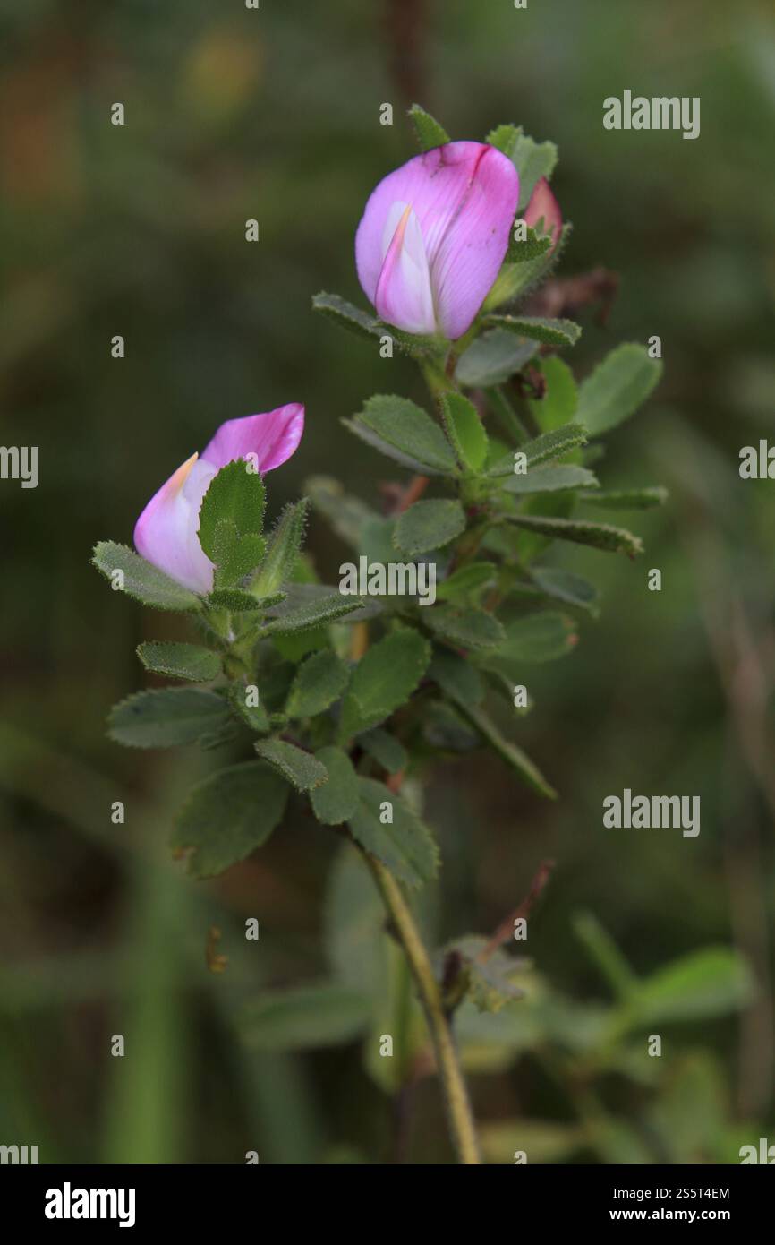 Common restharrow, Ononis repens, Creeping restharrow Stock Photo - Alamy
