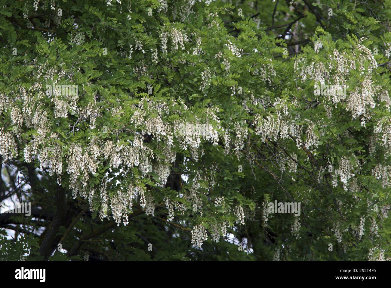 Robinia, Robinia pseudoacacia, locust tree Stock Photo - Alamy