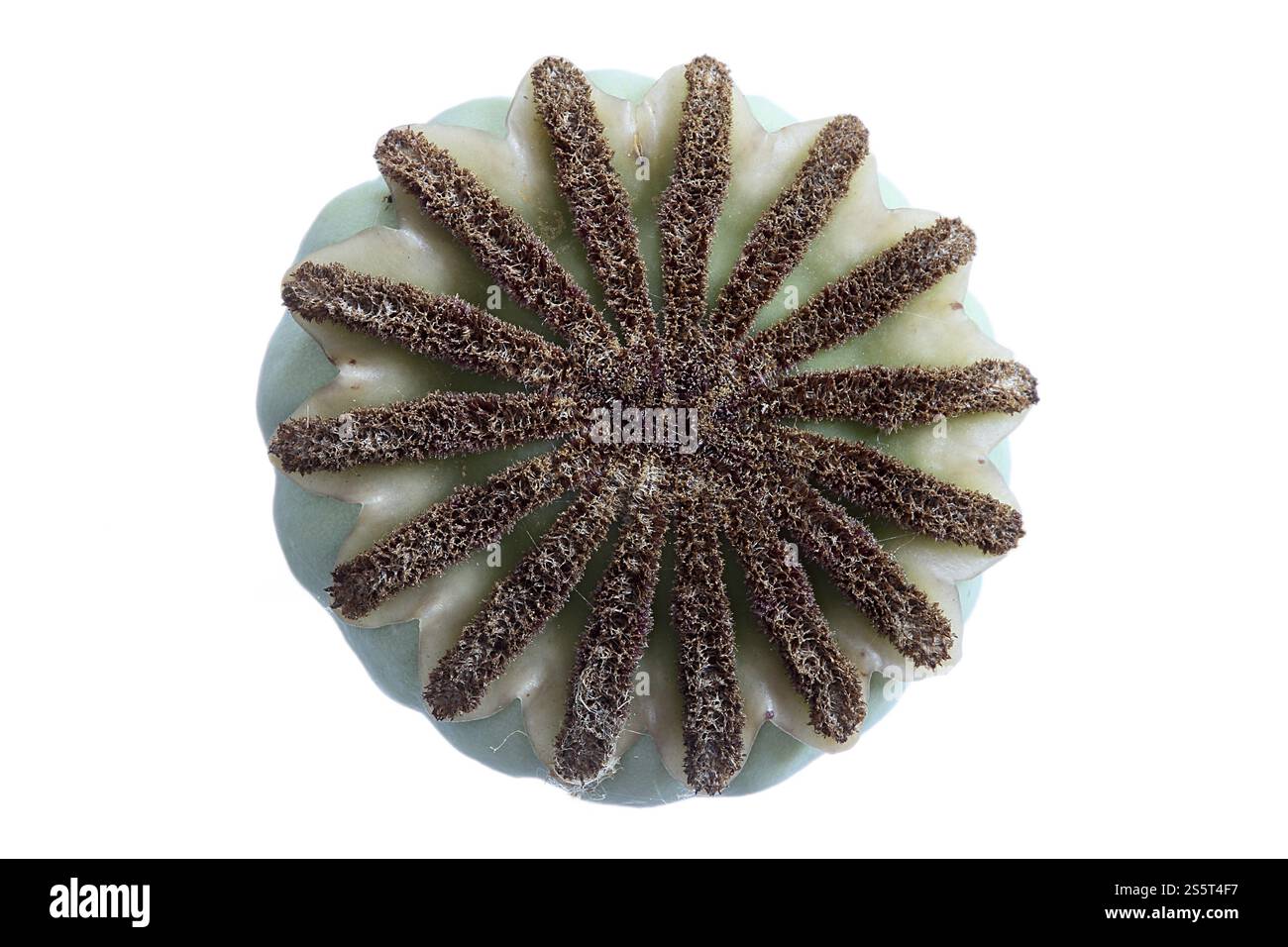 Poppy, Papaver orientale, fruit capsule from above Stock Photo - Alamy