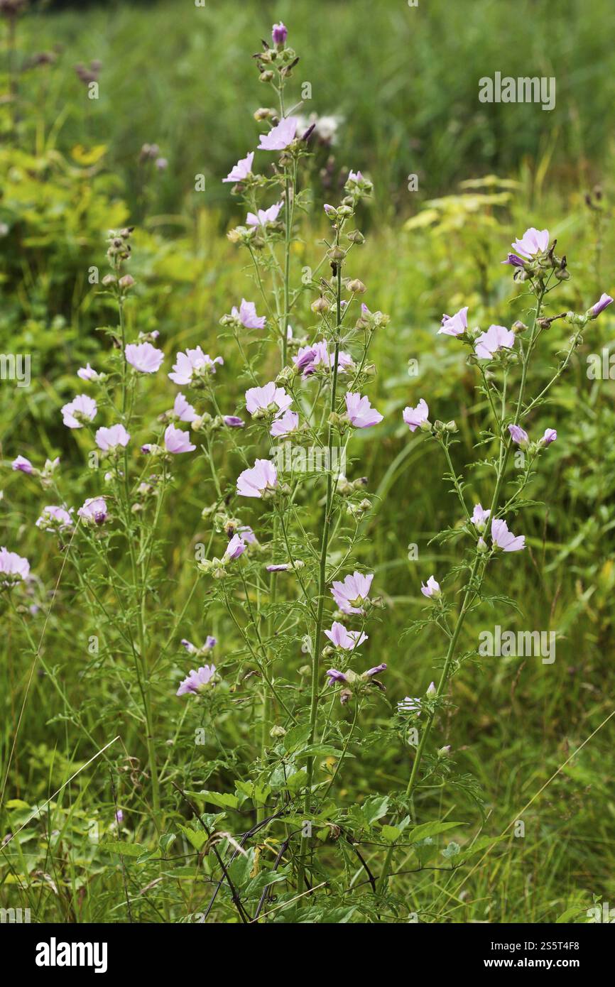 Rose mallow, Malva alcea, Greater Musk-mallow Stock Photo - Alamy
